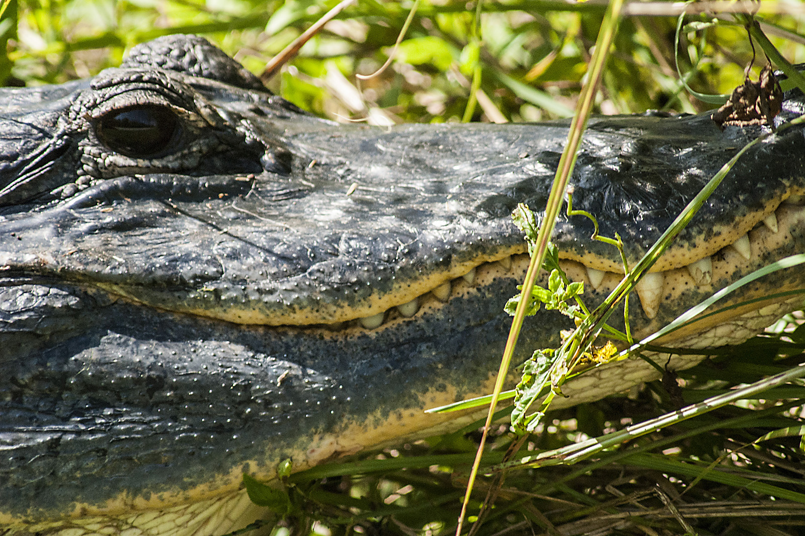 State DNR: Poaching biggest threat to alligators in Georgia | Valdosta ...
