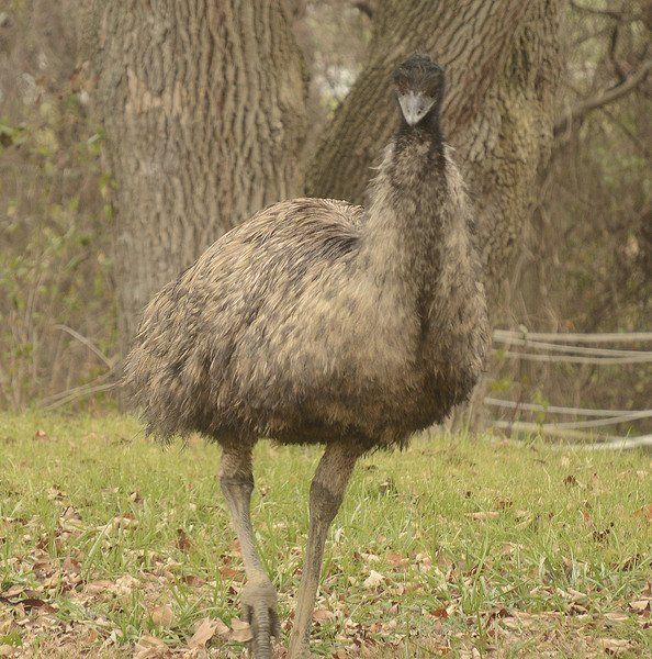 Pet emu draws attention from Indiana motorists | Valdosta Daily Times