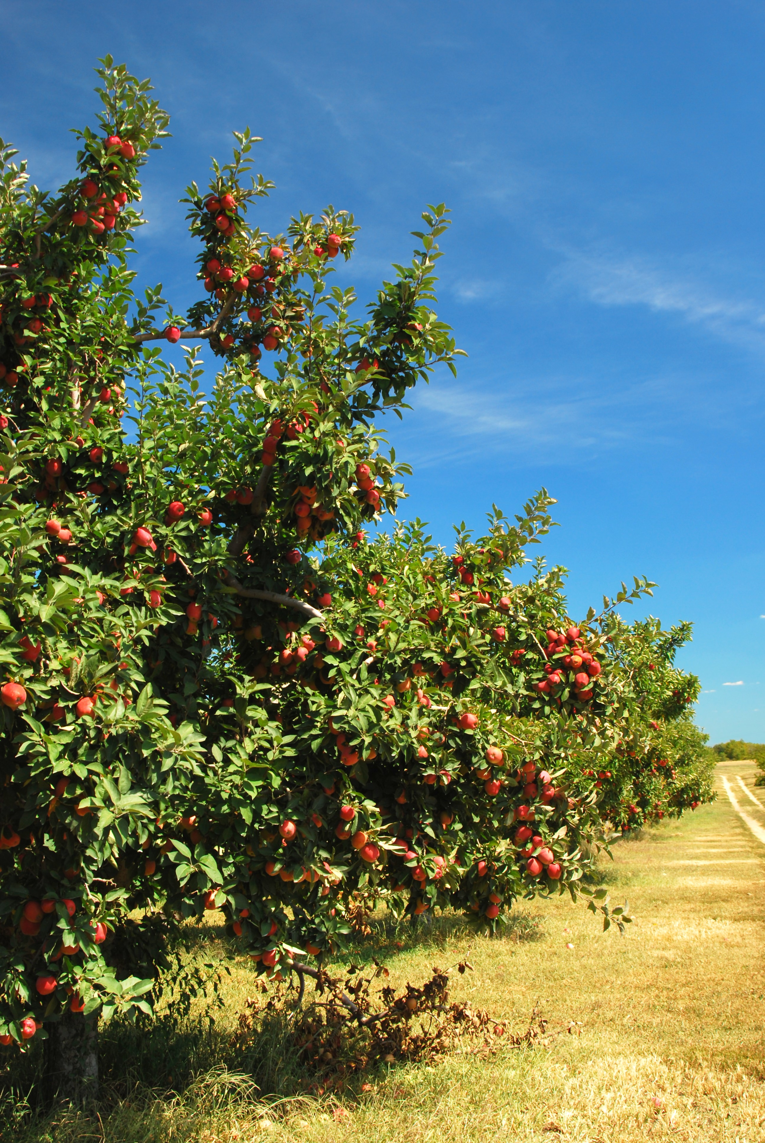 Record warmth could turn into a disaster for Northern fruit growers ...