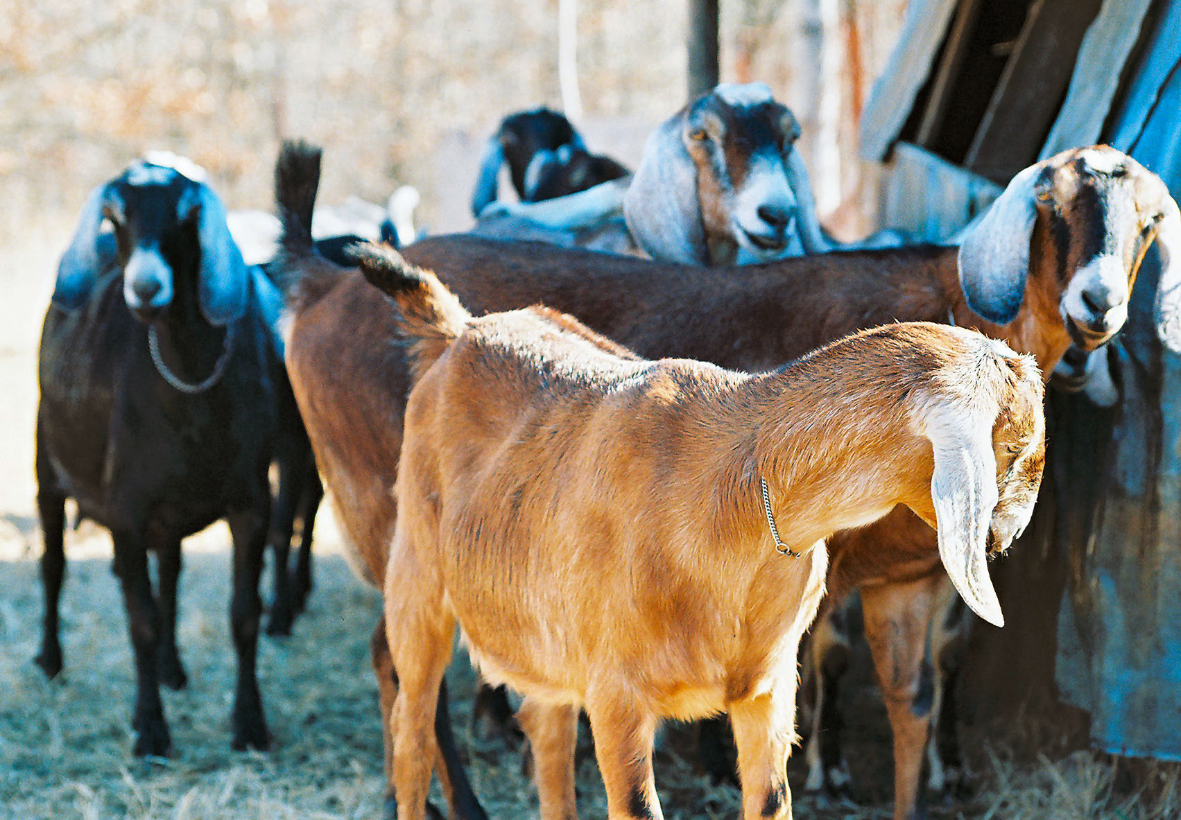 Forget robots - the goats are coming for our jobs - Valdosta Daily ...