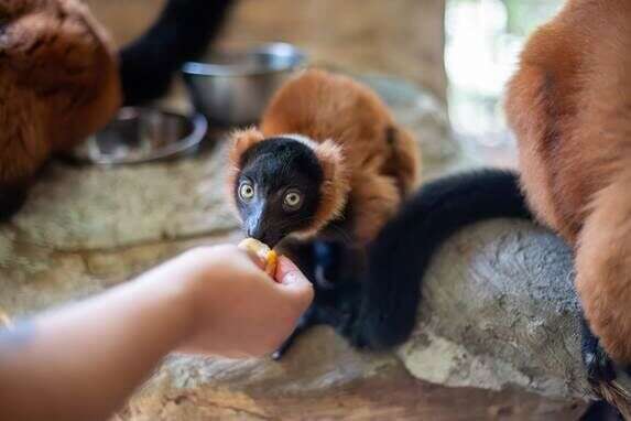 Wild Adventures welcomes baby red ruffed lemurs | Valdosta Daily Times