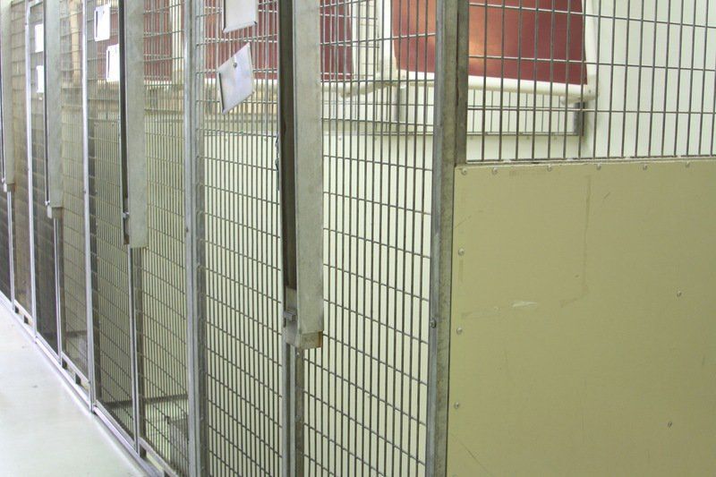 Doggone good day at animal shelter | Valdosta Daily Times