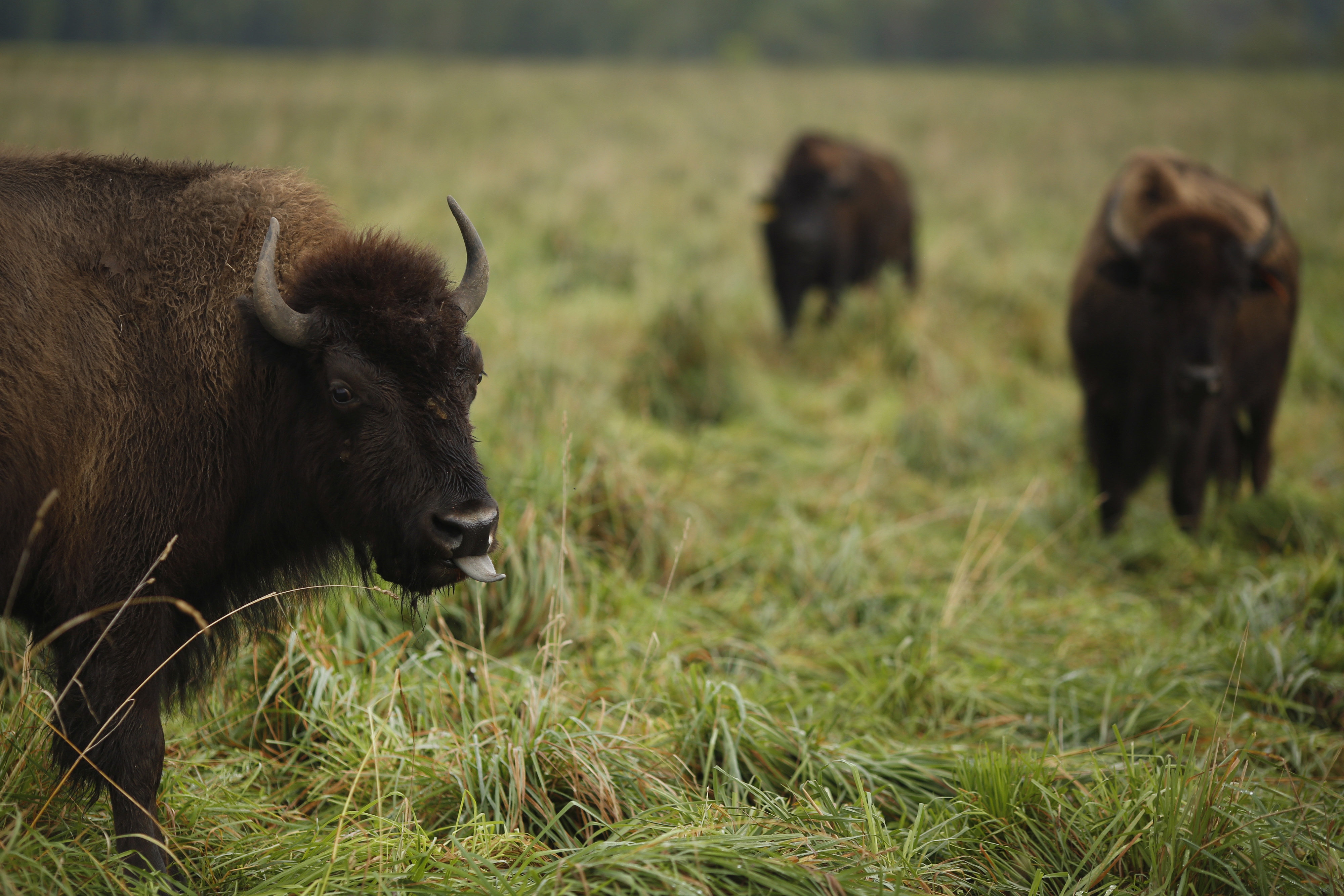 How the bison, once nearing extinction, lived to become America’s ...