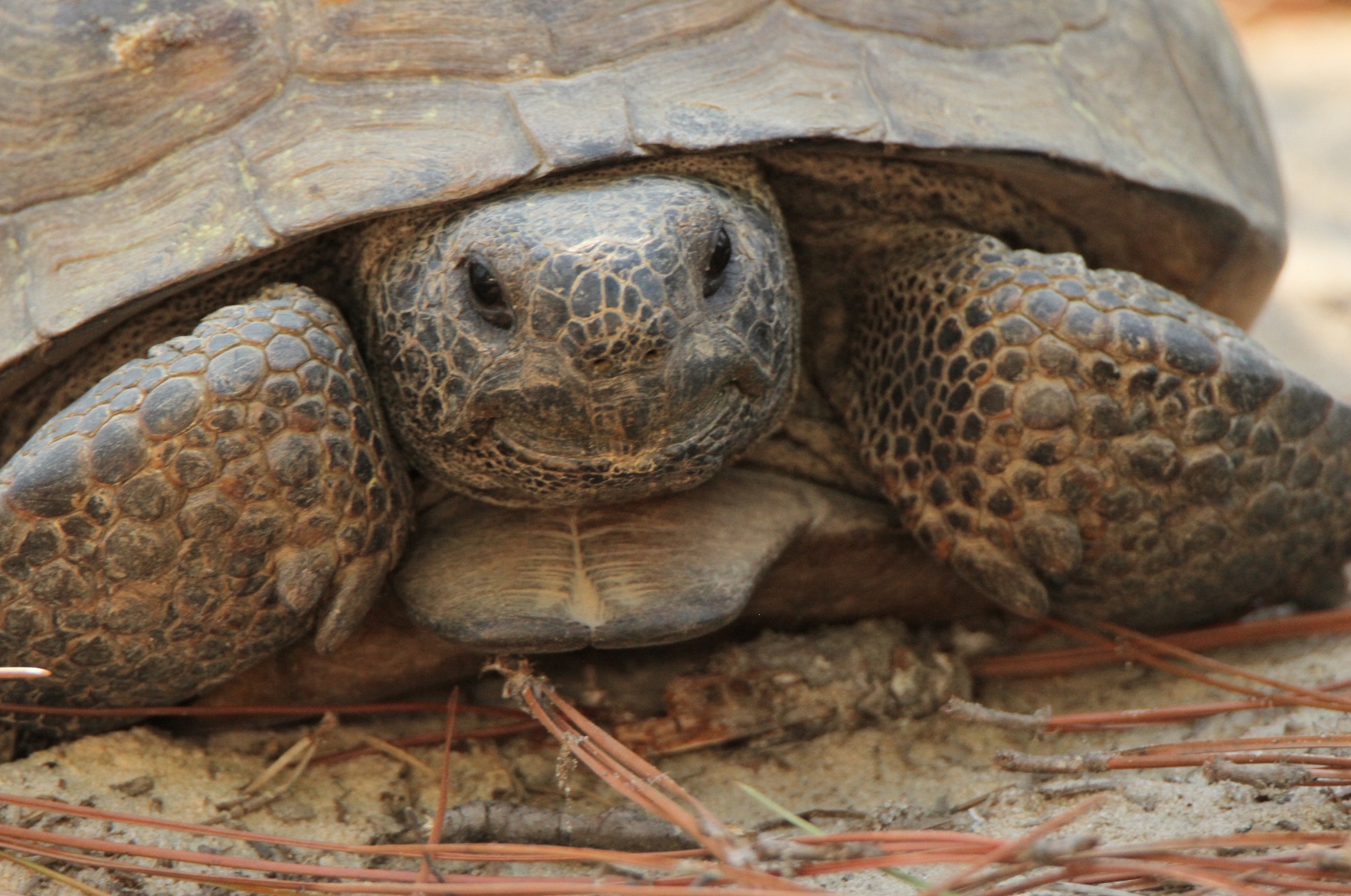 Initiative reaches gopher tortoise conservation goal | Valdosta Daily Times