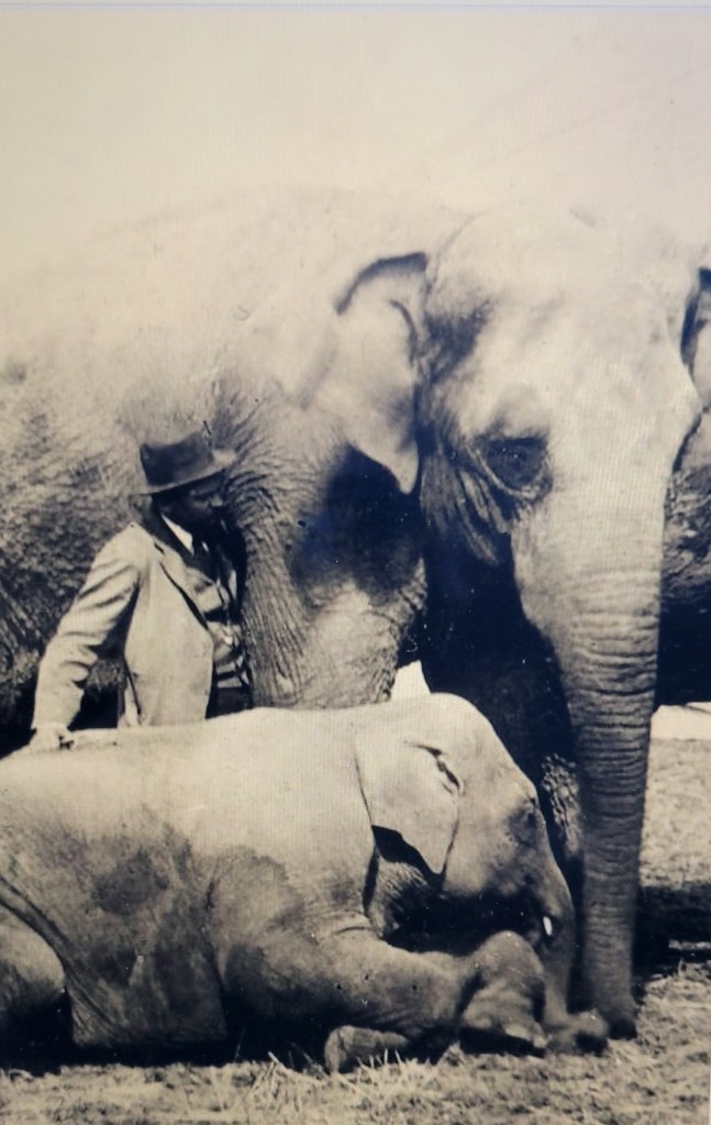 HISTORIC VALDOSTA: The rampage of Gypsy the elephant | Valdosta Daily Times