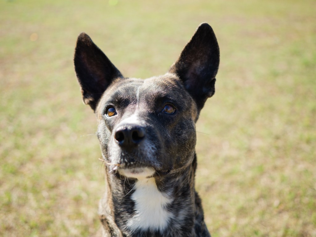 Pets of the Week Jan. 8 | Valdosta Daily Times